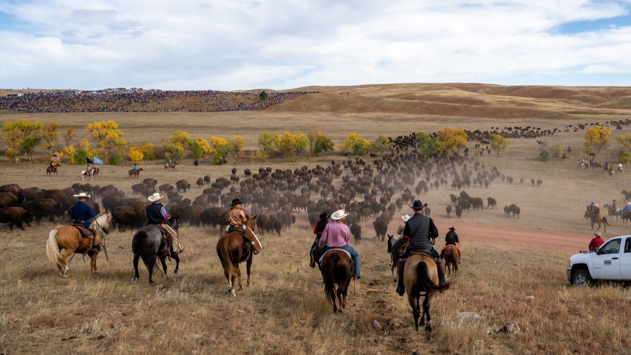Buffalo Roundup: Il Raduno dei Bisonti nel Custer State Park, South ...